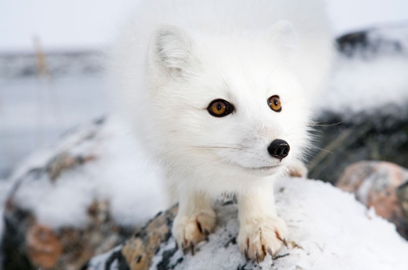 White Wolf : White on white: Amazing Arctic Foxes in Canada ...