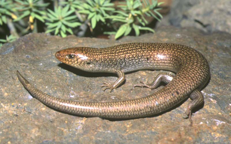 Reptiles de Canarias