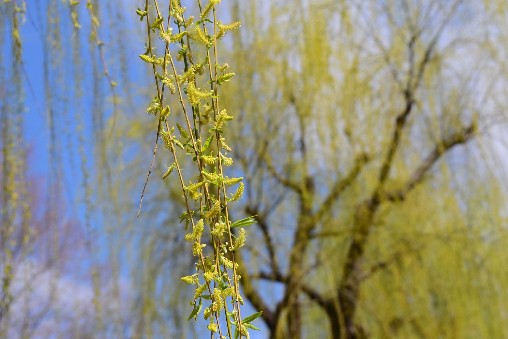 Garden trees in Japan: Weeping willow (Shidare-yanagi)