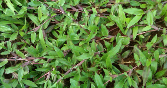 Mengenal Jenis Rumput Taman Yang Bagus | Gerak Maju Pertanian