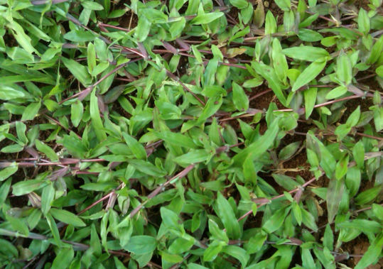 Mengenal Jenis Rumput Taman Yang Bagus - GEMA PERTANIAN