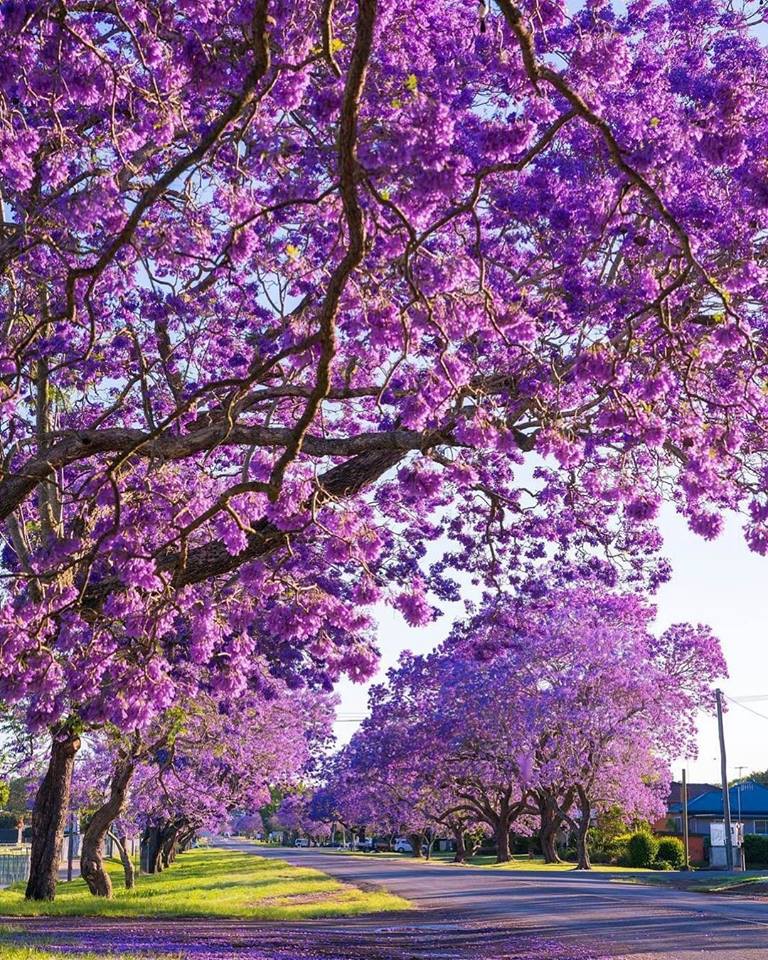 Observations in an undemocratic world: It's jacaranda season