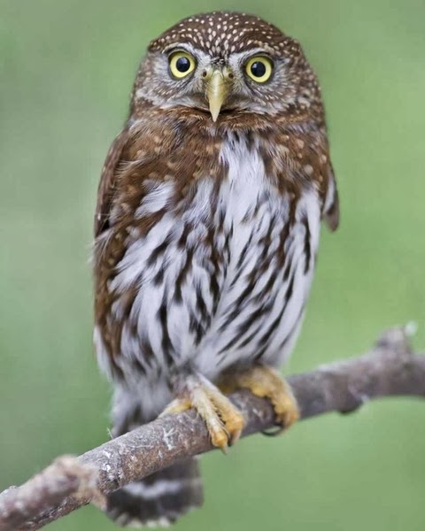 Northern pygmy owl perched | Passions For Life