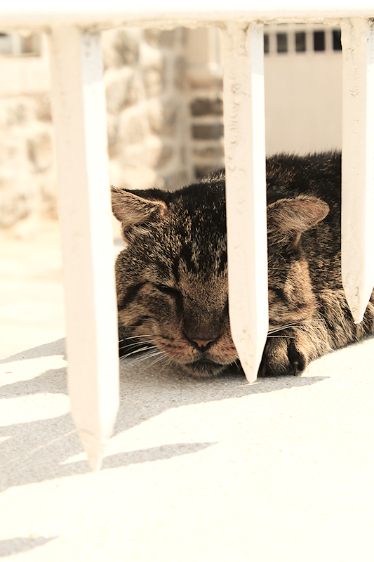 Peraška torta /Perast cake - My pans and pots