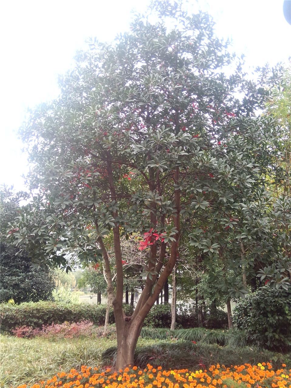 Rudraksha Cilacap: Jenitri (Elaeocarpus ganitrus)