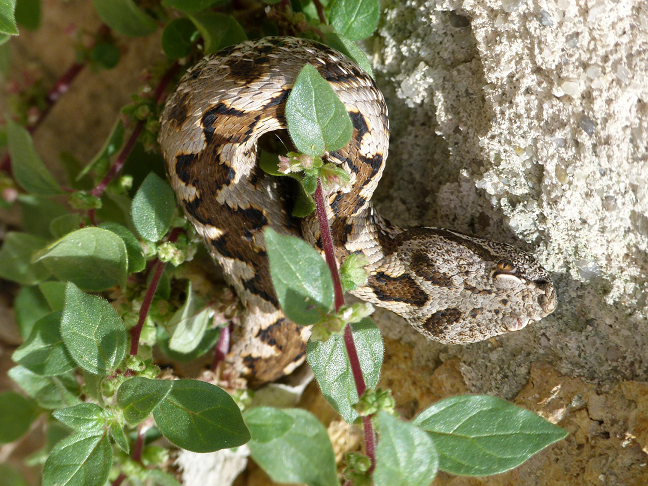 BIZIARIKLIK: Víbora Hocicuda (Vipera latastei)