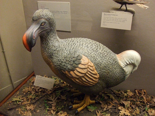 Dodo | The Life of Animals