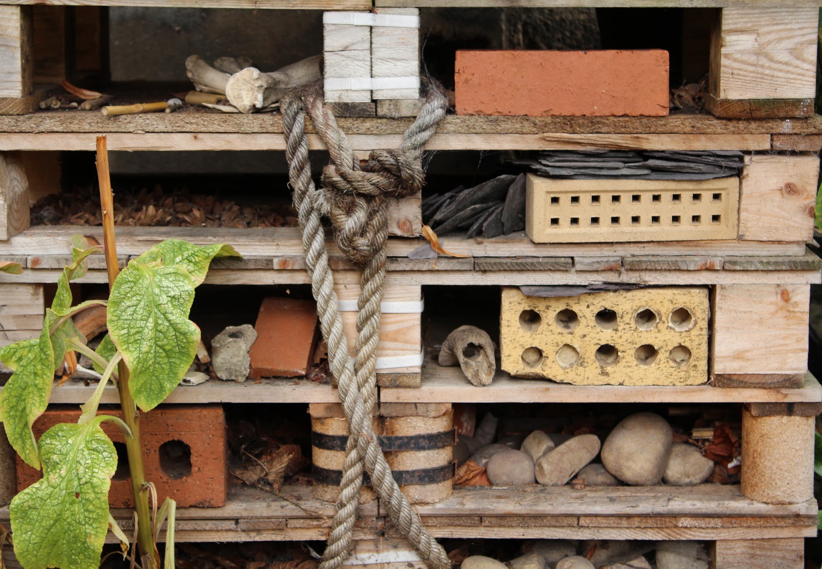 Ginnels Gates and Ghosts: Insect House