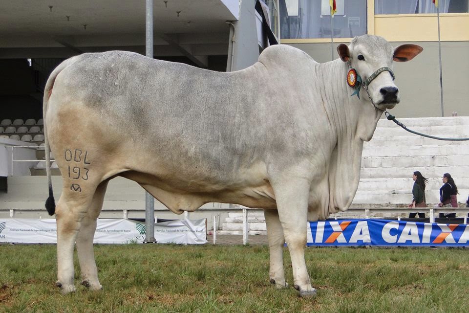 Expointer: Grande Campeã da Raça Nelore é de Santiago | Rafael Nemitz