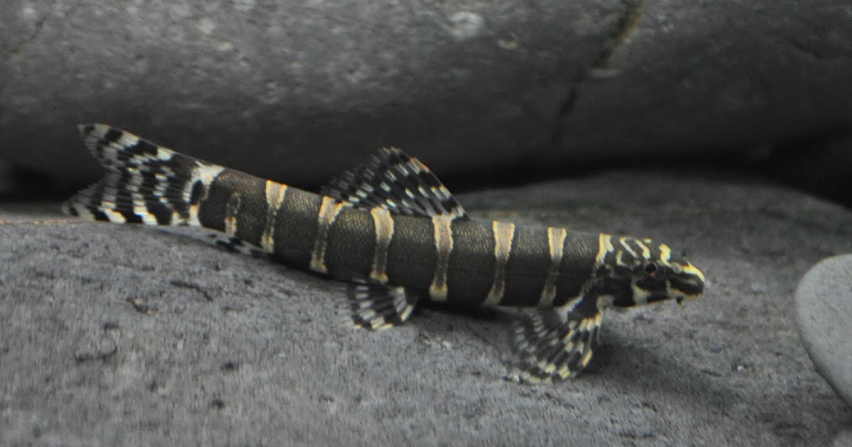 ZOOTOGRAFIANDO (6.100 ANIMALS): LOCHA SERPIENTE BANDEADA ...