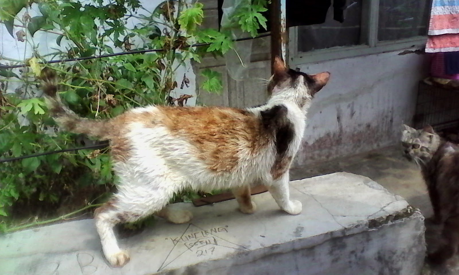 Jasa Pengiriman Hewan Bandung