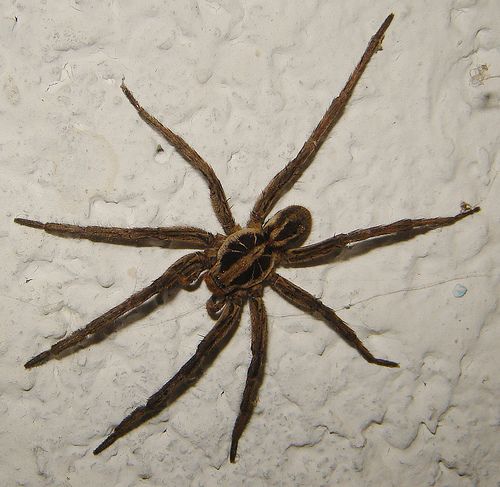 Aranha - Biologia | Benfica Info