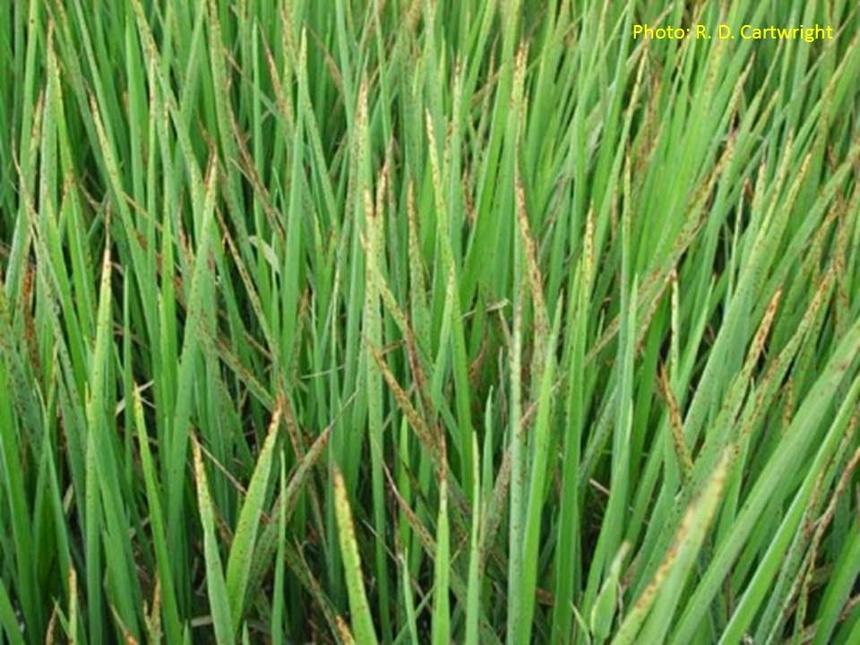 Nature and Farming: Rice Production: Chapter 14 - Diseases of rice