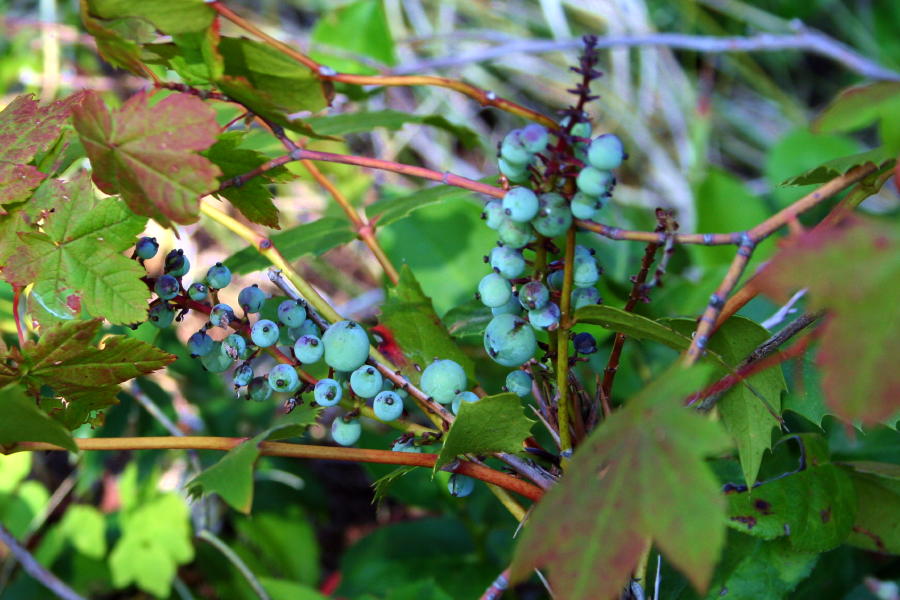 Off-Grid Home Sweet Home: Berry Hunting Hike...