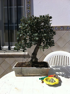 "Patón Bonsai": evolucion de encina