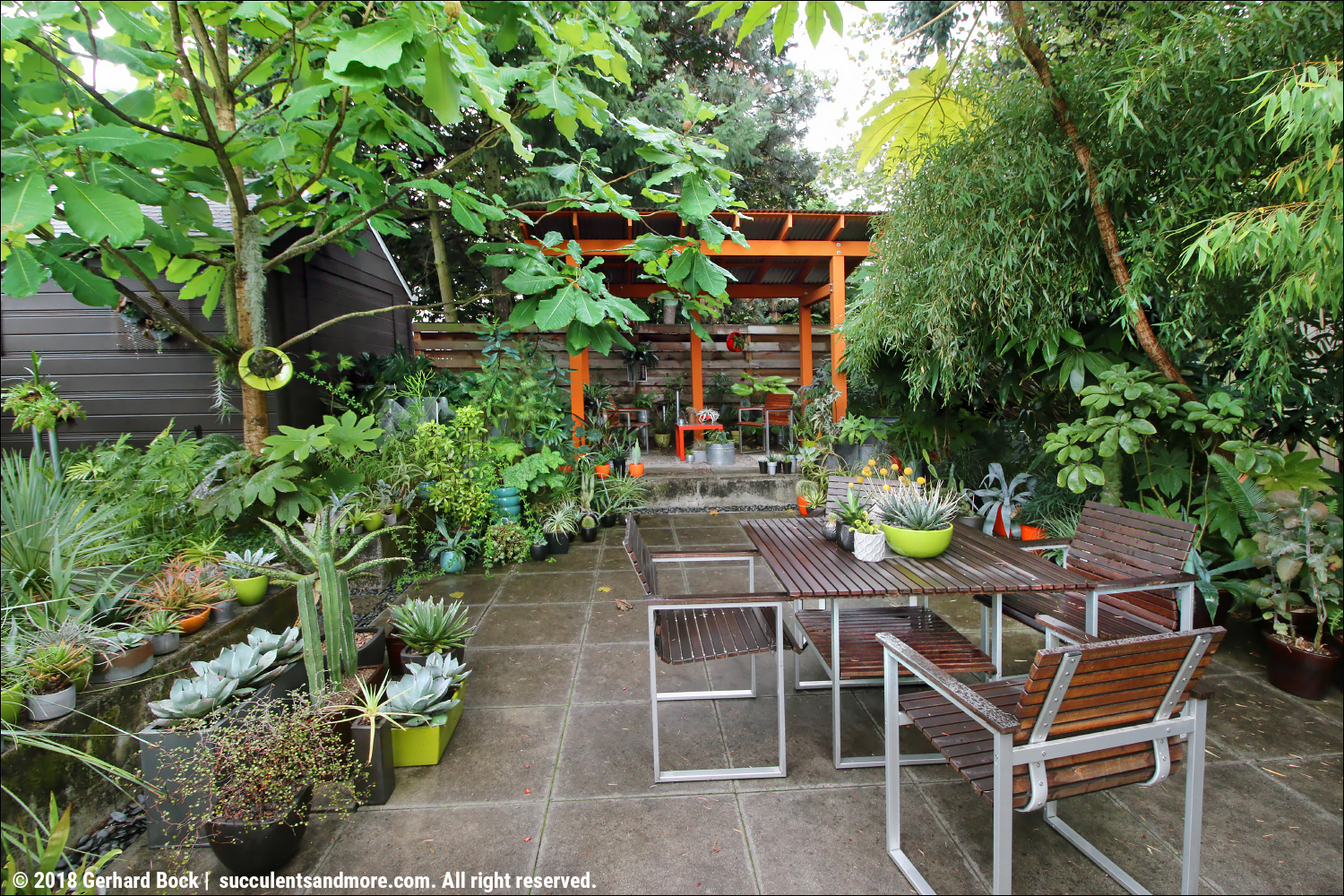 Return to the Danger Garden: back garden in September 2018 (part 2)