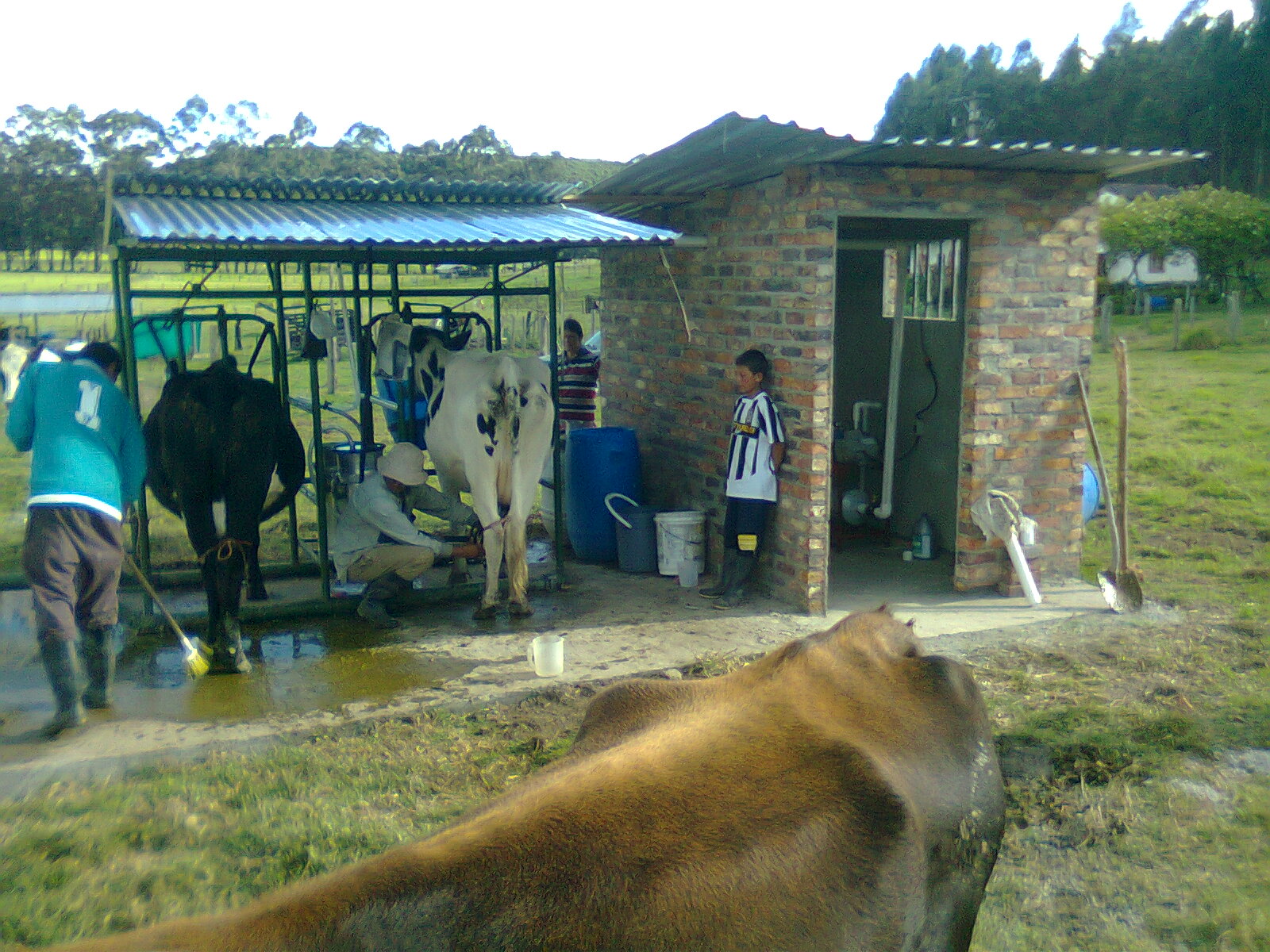 Equipos de ordeño, Ordeñadoras, maquinas de ordeño, salas de ordeño ...