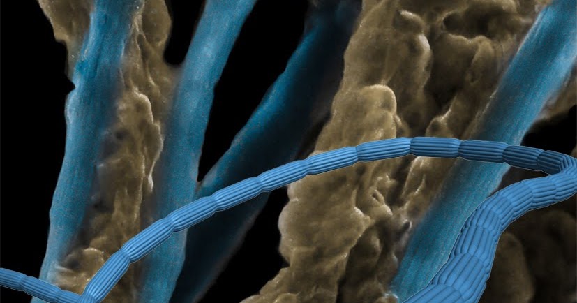 Cable Bacteria Capable of Generating A Network of Electrical Current ...