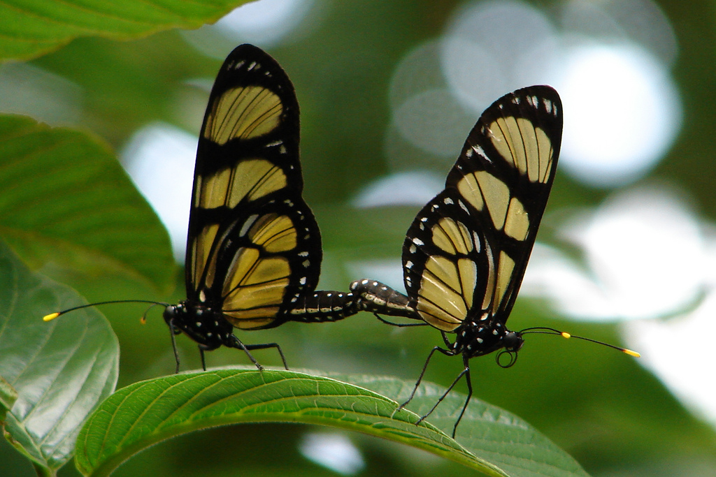 A REPRODUÇÃO DAS BORBOLETAS