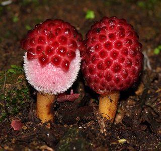 LESSER ANTILLES PLANTS ANGIOSPERMA: BALANOPHORACEAE DIALIPÉTALAS SANTALES