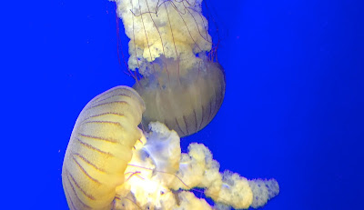 Plastic Sax: Album Review: Matt Otto and Andy Ehling- Reunion