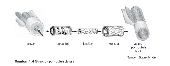 Struktur Alat Peredaran Darah - Our Akuntansi