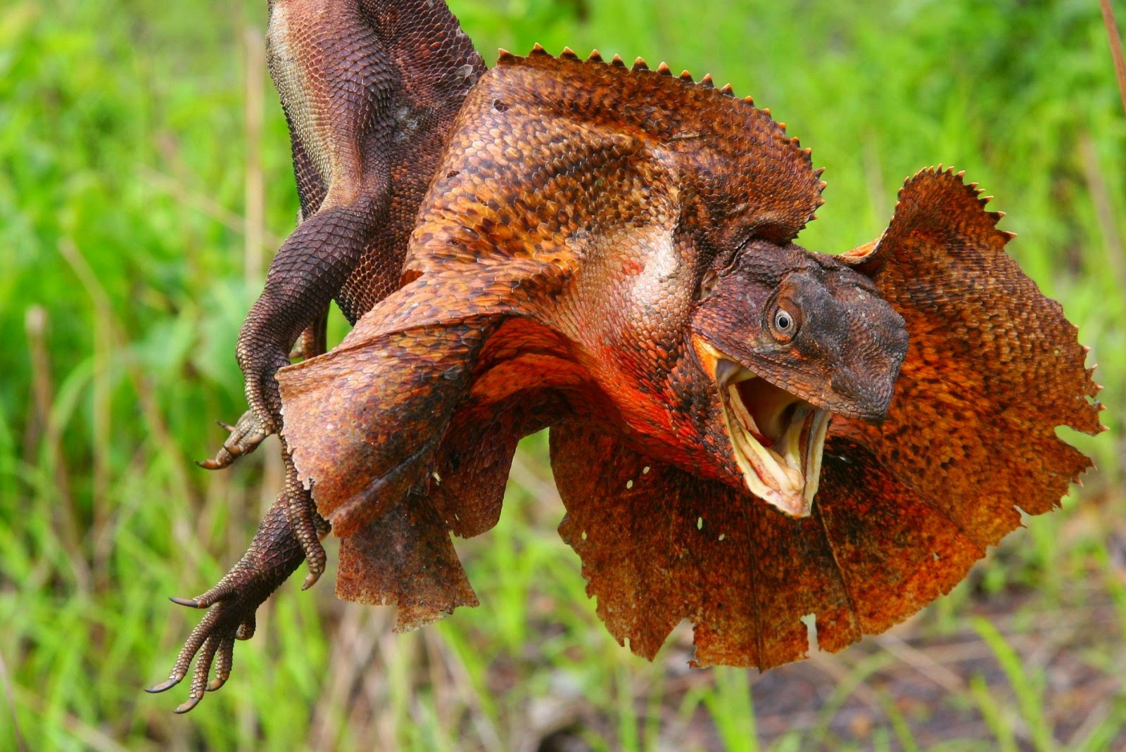 ΚΡΟΣΣΩΤΗ ΣΑΥΡΑ (FRILLED LIZARD) photos - wallpapers (ανανεωμένο) | the ...