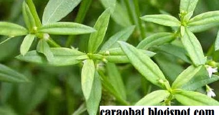 ARTIKEL KESEHATAN: Manfaat Dan Khasiat Rumput Mutiara Bagi Kesehatan