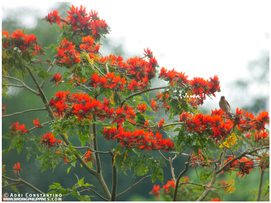 breathing space: bataan birding continues