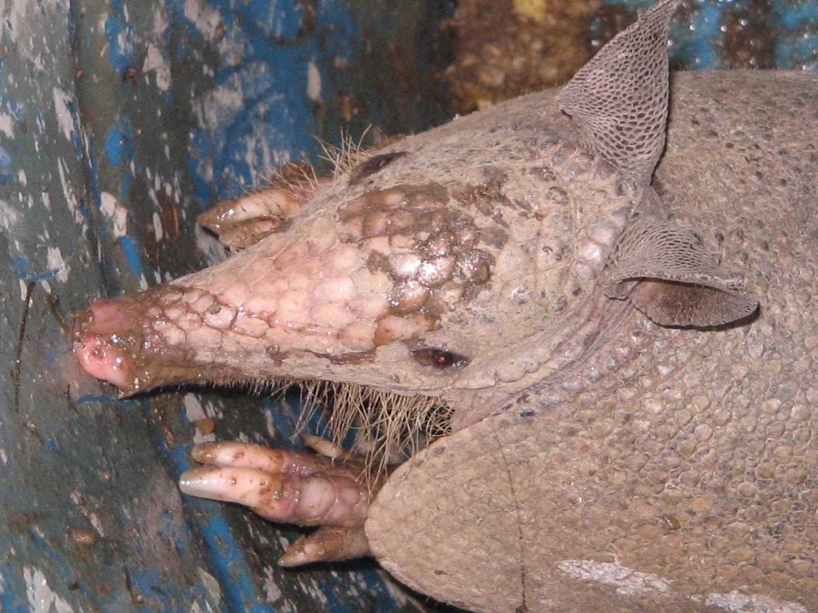 O dia-a-dia do sítio: O tatu