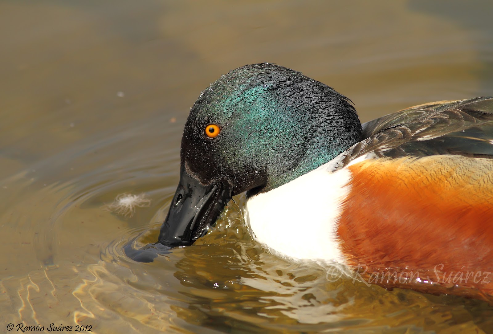 AVES Y ESTRELLAS: Pato cuchara común (Anas clypeata)