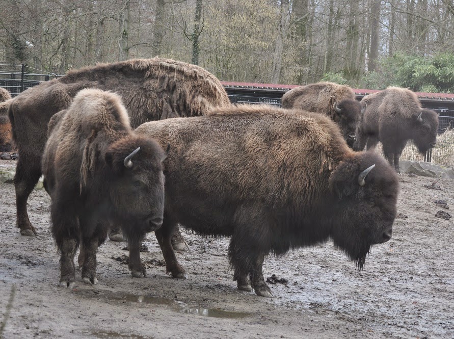 ZOOTOGRAFIANDO (6.100 ANIMALS): BISONTE AMERICANO / AMERICAN BISON ...