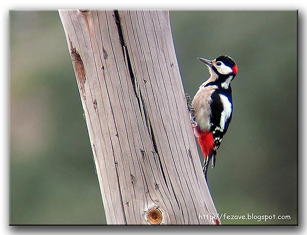 El Herrerillo: Pico picapinos (Dendrocopos major)