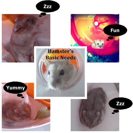 Hamsters' Lodging: Services provided