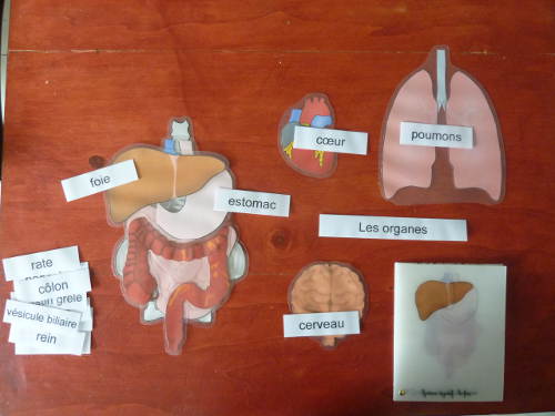 Crapouillotage: Le corps humain : les Organes