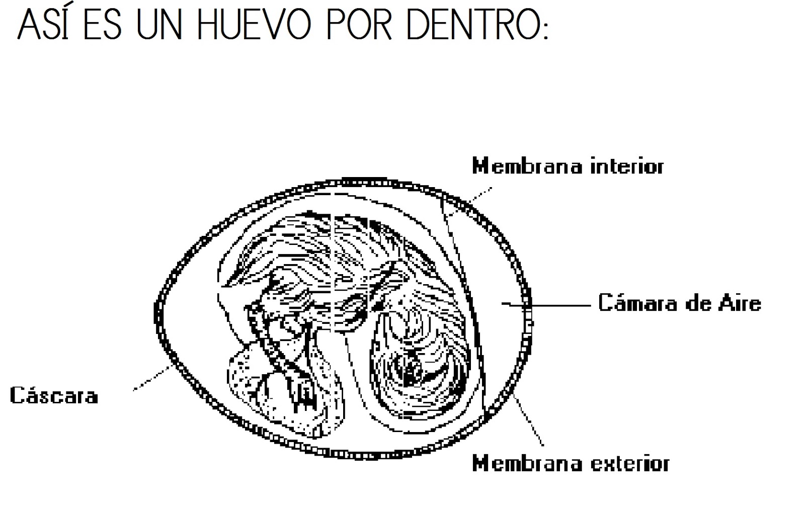 "Ángela y sus peques": Las Aves.