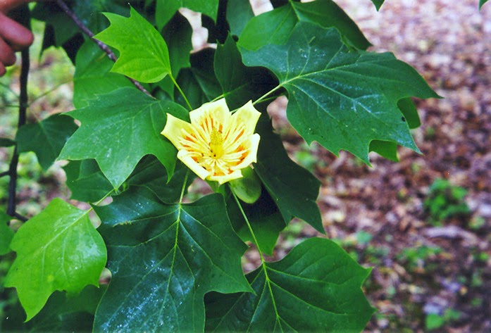 Reforestation and the Medicinal Uses of Trees -Liliana Usvat Research ...