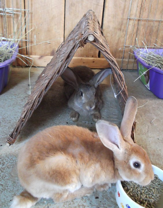 Rabbit Slippers: Binkying at Sweet Binks.
