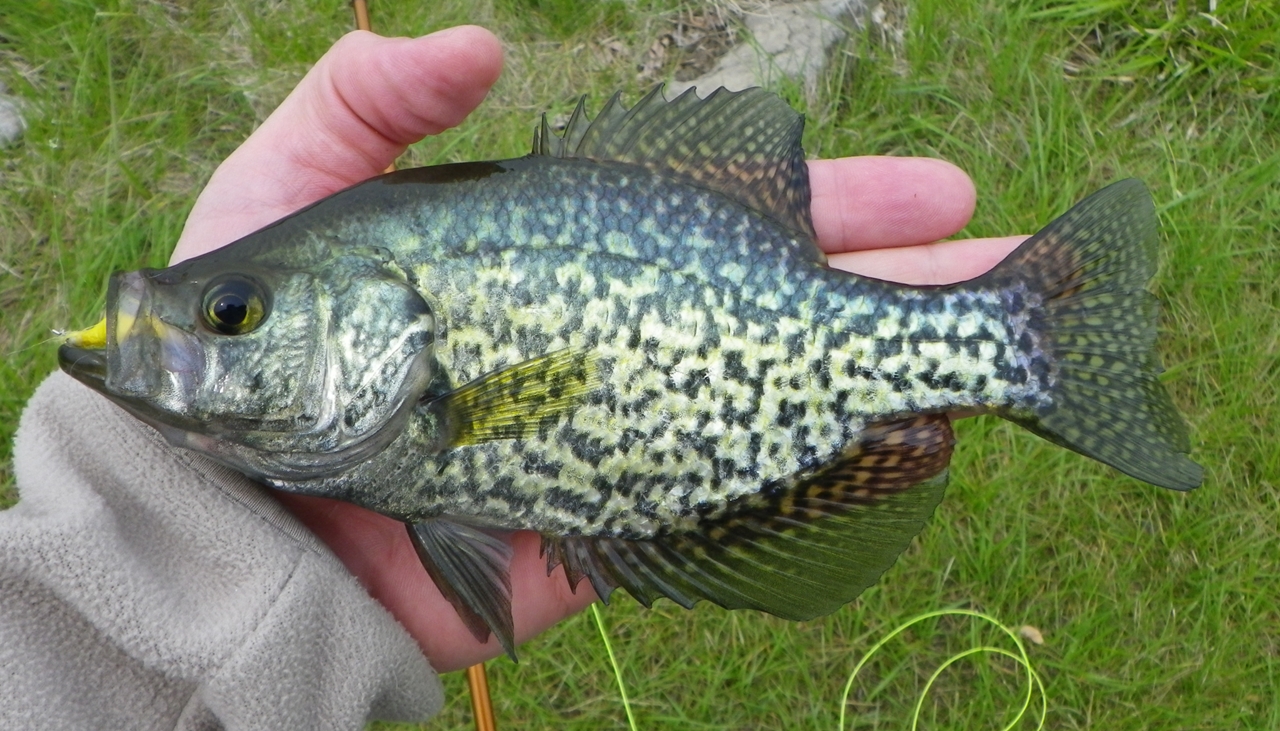 FishnDave: OBN - Up Close & Personal (Macro Shots)