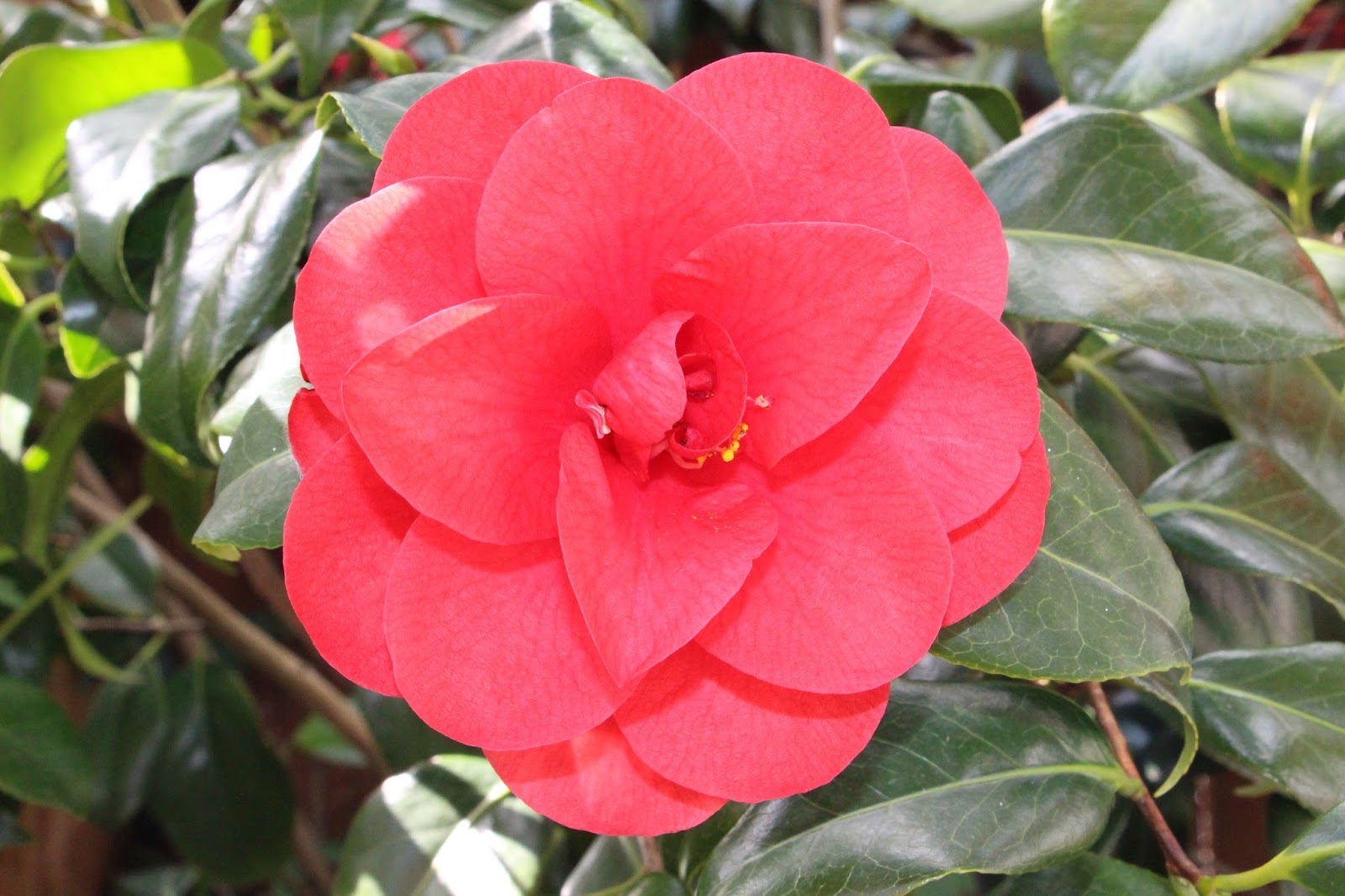 Fishtail Cottage Garden March / April 2017