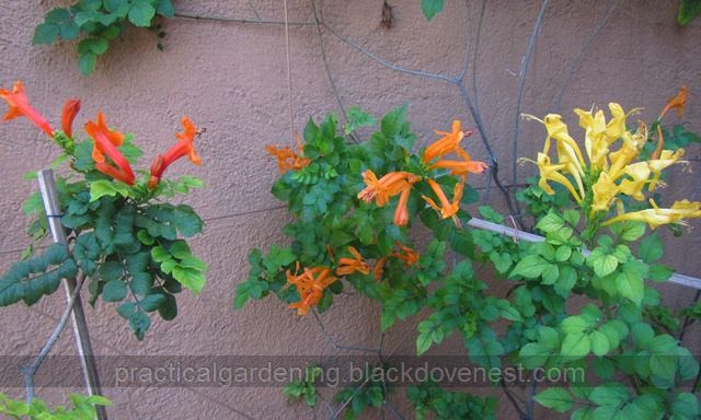 Practical Gardening: Cleft Grafting, Top-Wedge Graft or V-Graft on Cape ...