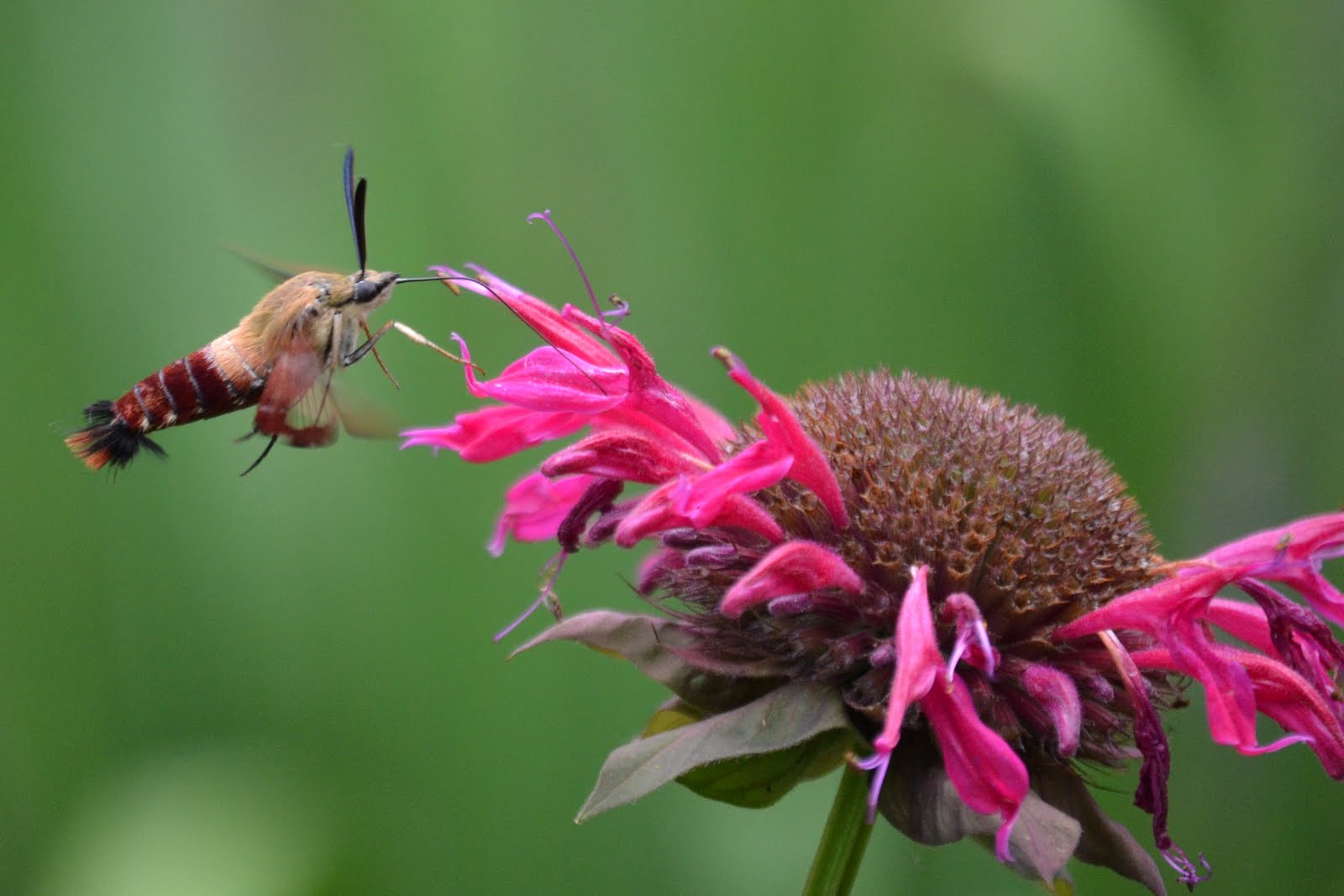 Flowers and Nature in my Garden