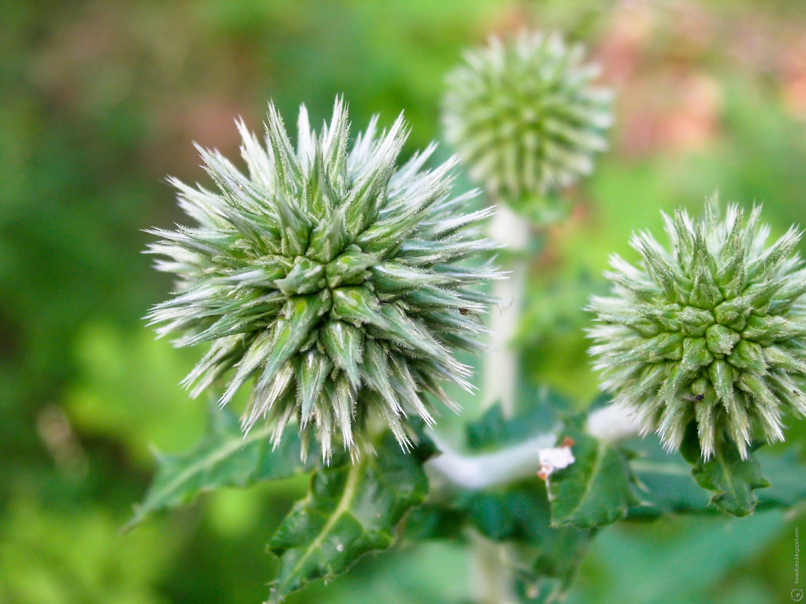 Free use Foto spiny fruit of the plant - FreeDifoto, Landscapes free ...