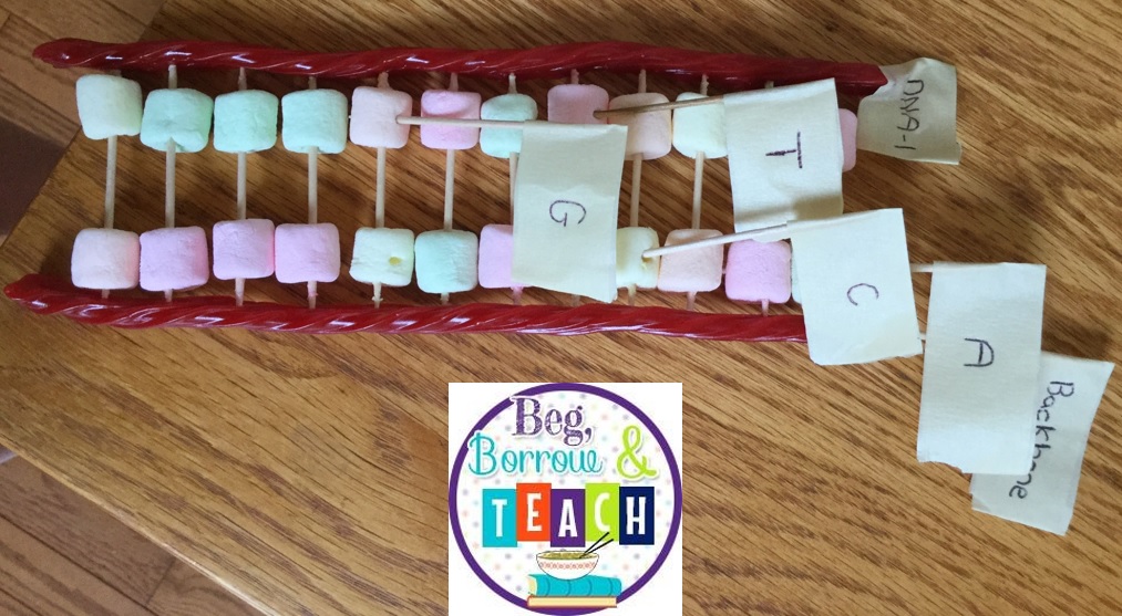 Beg, Borrow, and Teach!: Using Candy to Teach DNA