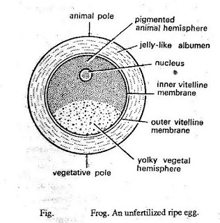 Zoology for higher secondary level: Frog: Female Reproductive System
