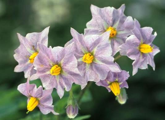 Telenovela La Flor de Papa