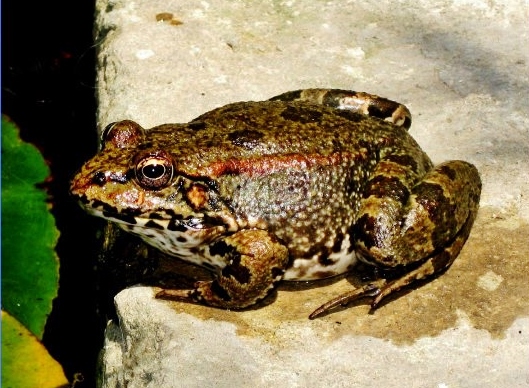 Biodiversity of Cyprus by NGO Protection of the Natural Heritage and ...