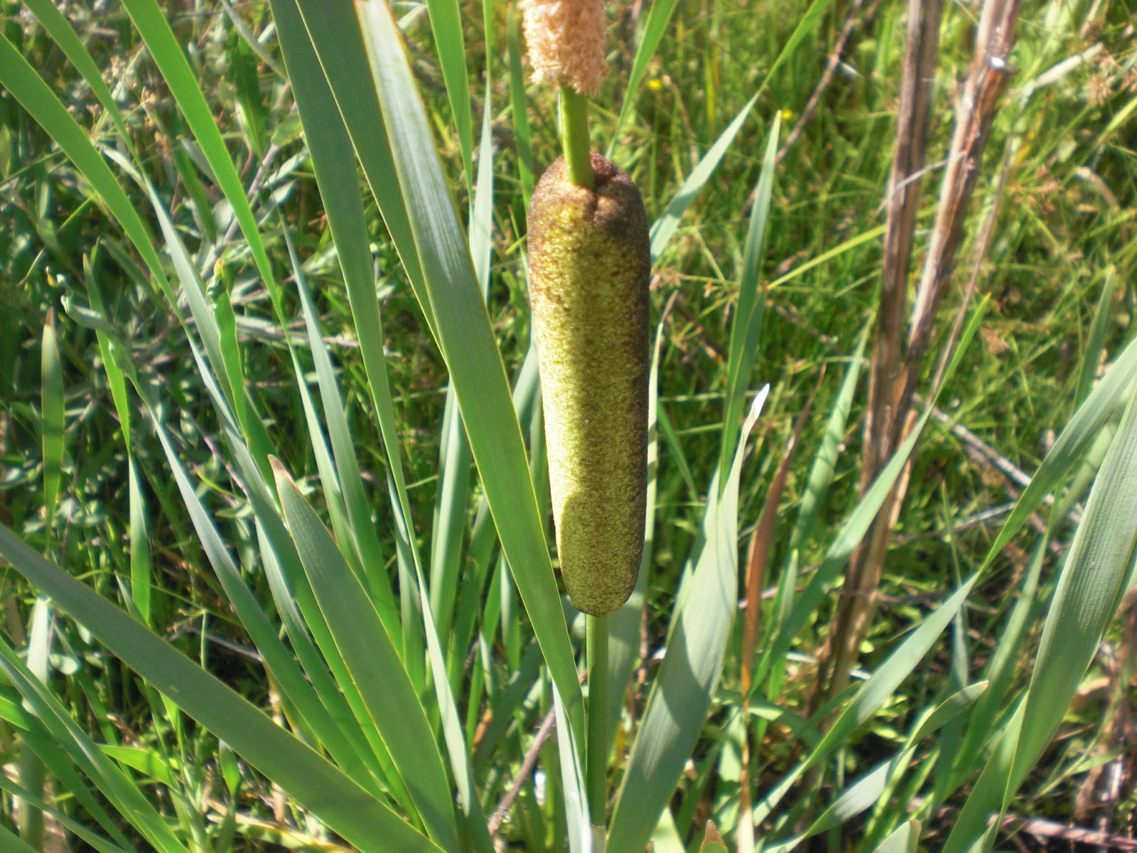 Perfumes y luces de Extremadura: Enea, Typha latifolia.