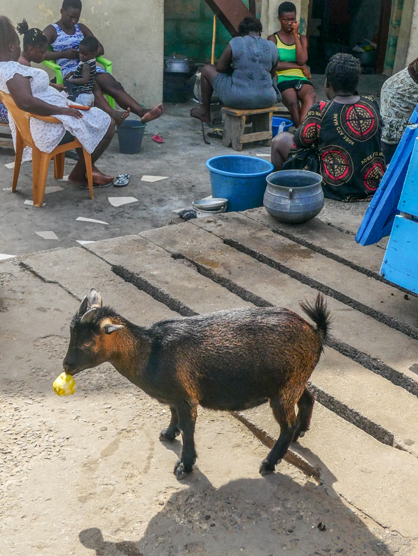 Victor Bloomfield Photo: Accra Goats