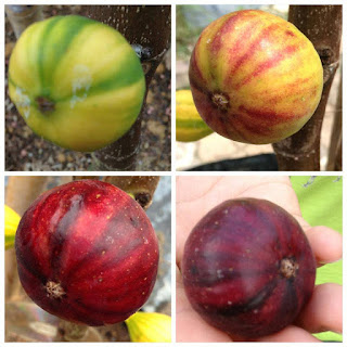 Penjagaan pokok buah tin | Tanaman Pokok Buah Tin